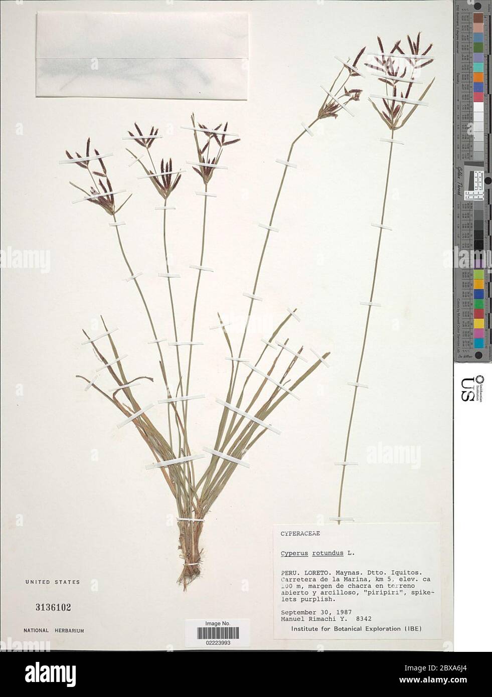 Cyperus rotundus L Cyperus rotundus L Stock Photo - Alamy