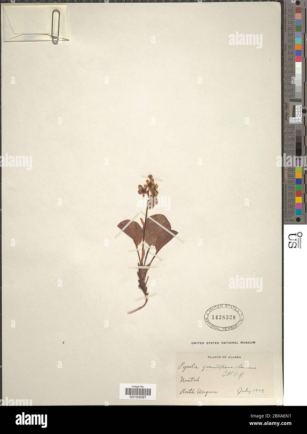 Pyrola grandiflora Radius Pyrola grandiflora Radius Stock Photo - Alamy