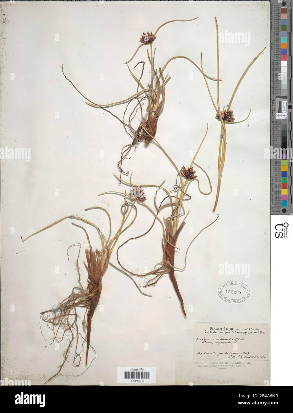 Cyperus capitatus hi-res stock photography and images - Alamy
