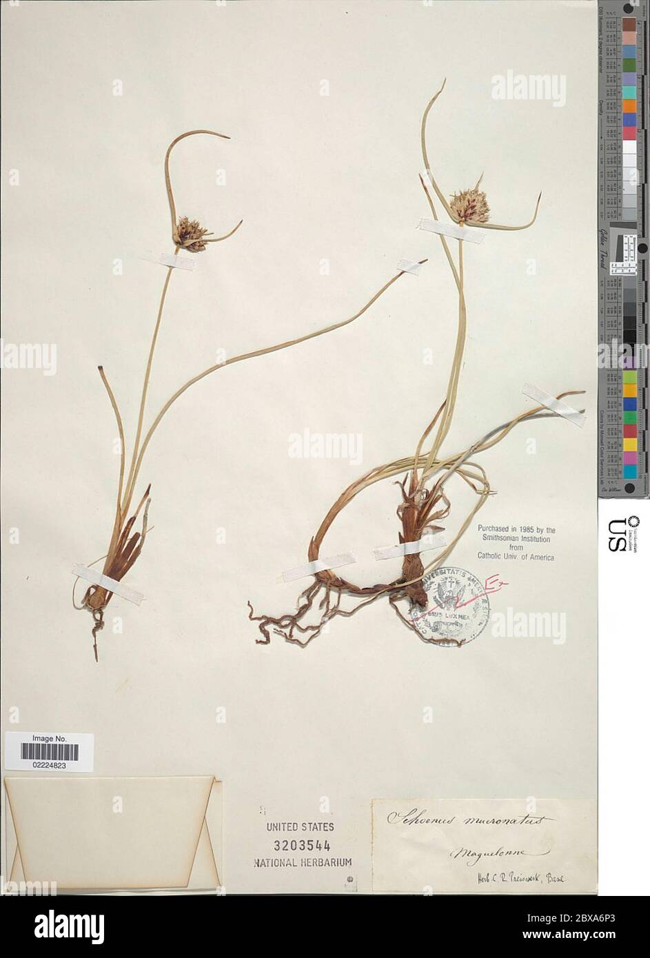 Cyperus capitatus hi-res stock photography and images - Alamy