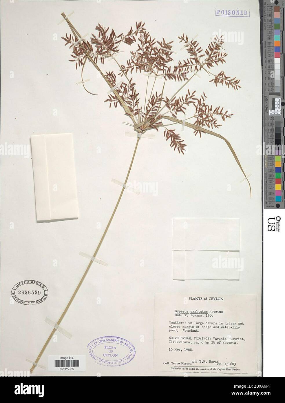 Cyperus exaltatus Retz Cyperus exaltatus Retz Stock Photo - Alamy