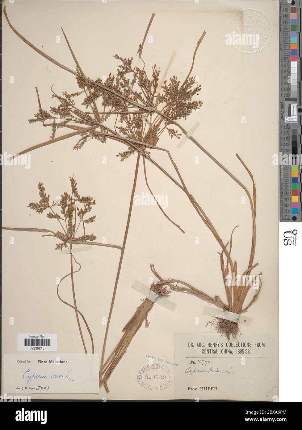 Cyperus Iria High Resolution Stock Photography and Images - Alamy