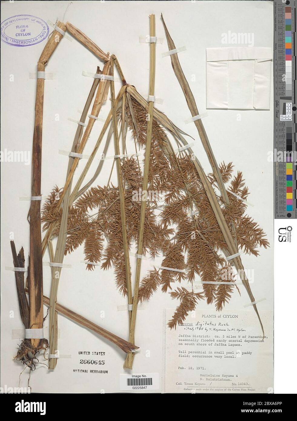 Cyperus digitatus Roxb Cyperus digitatus Roxb Stock Photo - Alamy