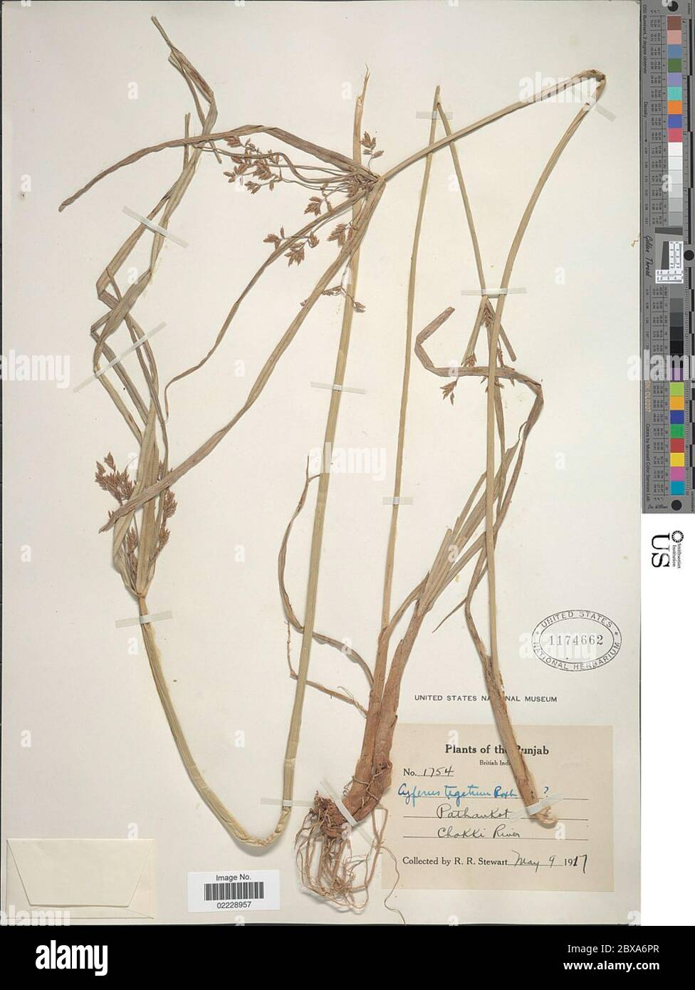 Cyperus pilosus Vahl Cyperus pilosus Vahl Stock Photo - Alamy