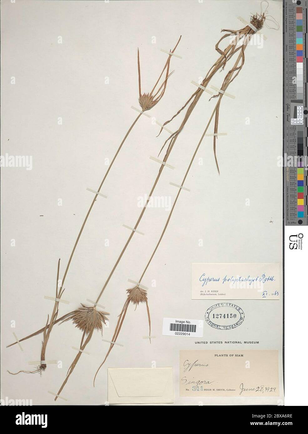 Cyperus polystachyos Rottb Cyperus polystachyos Rottb Stock Photo - Alamy