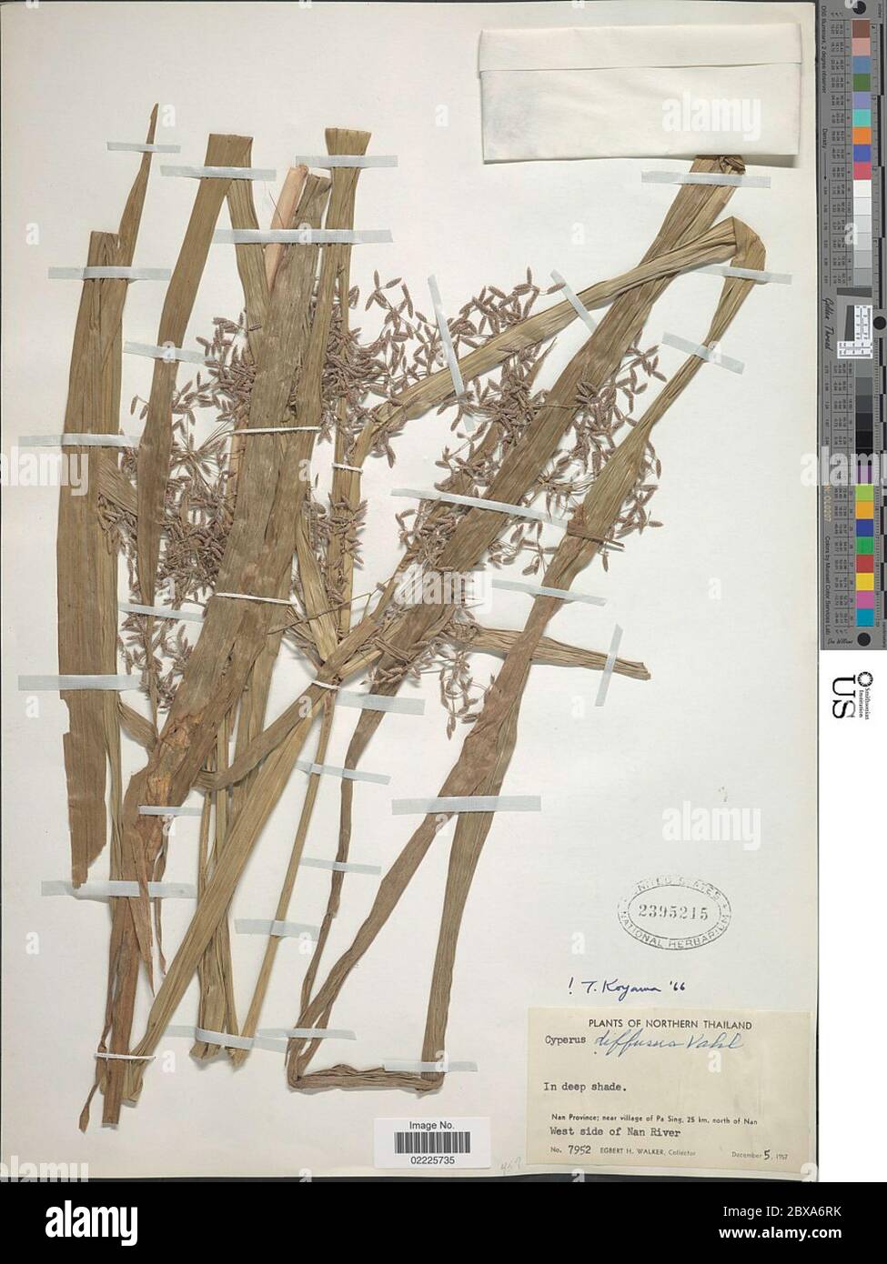 Cyperus diffusus Vahl Cyperus diffusus Vahl Stock Photo - Alamy