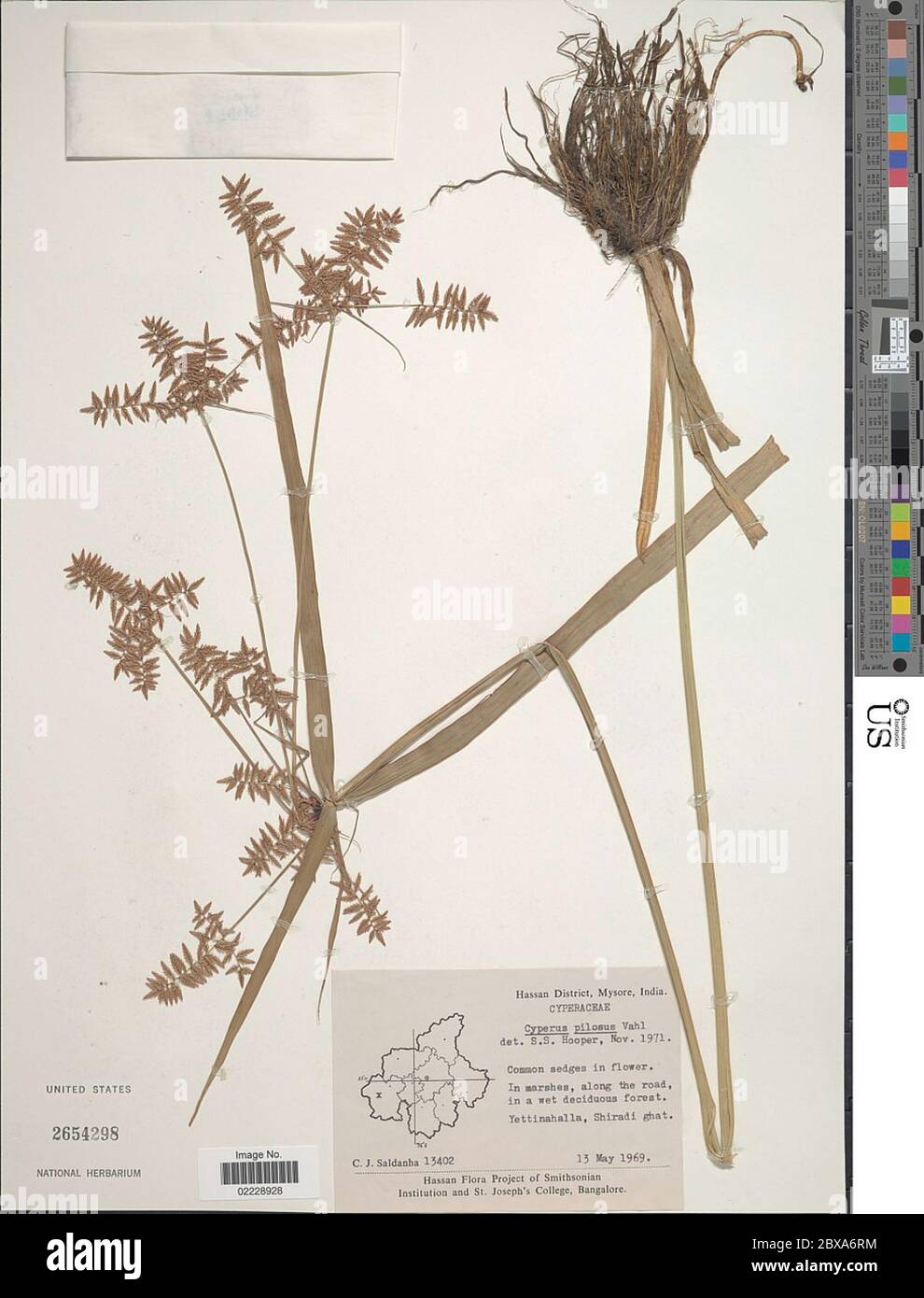Cyperus pilosus Vahl Cyperus pilosus Vahl Stock Photo - Alamy