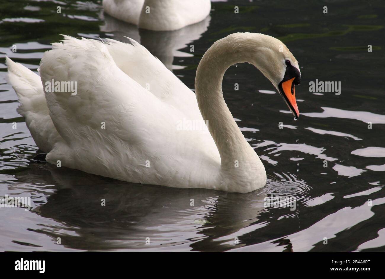 Beautiful white swan on Lake Como, Italy Stock Photo - Alamy
