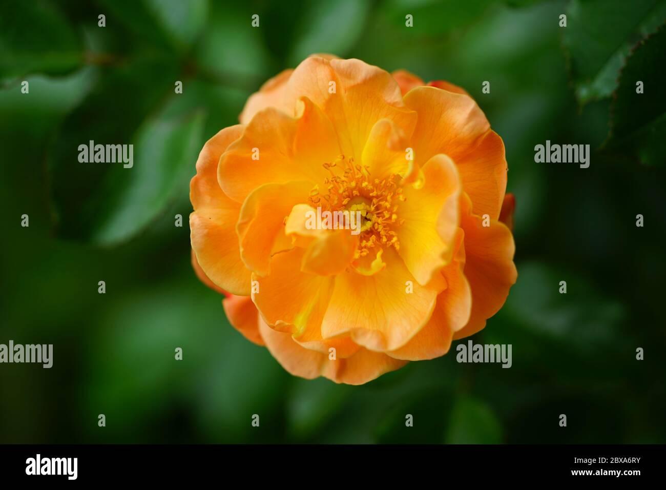 Apricot orange rose flower growing in the garden Stock Photo - Alamy