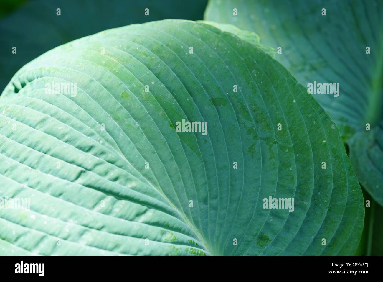 Giant textured leaf of green hosta plants in the shade garden Stock ...