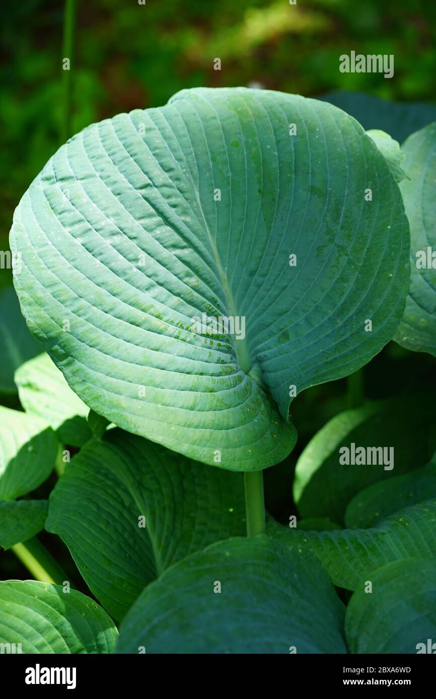 Giant textured leaf of green hosta plants in the shade garden Stock ...