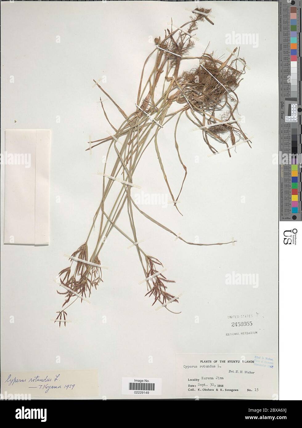 Cyperus rotundus L Cyperus rotundus L Stock Photo - Alamy