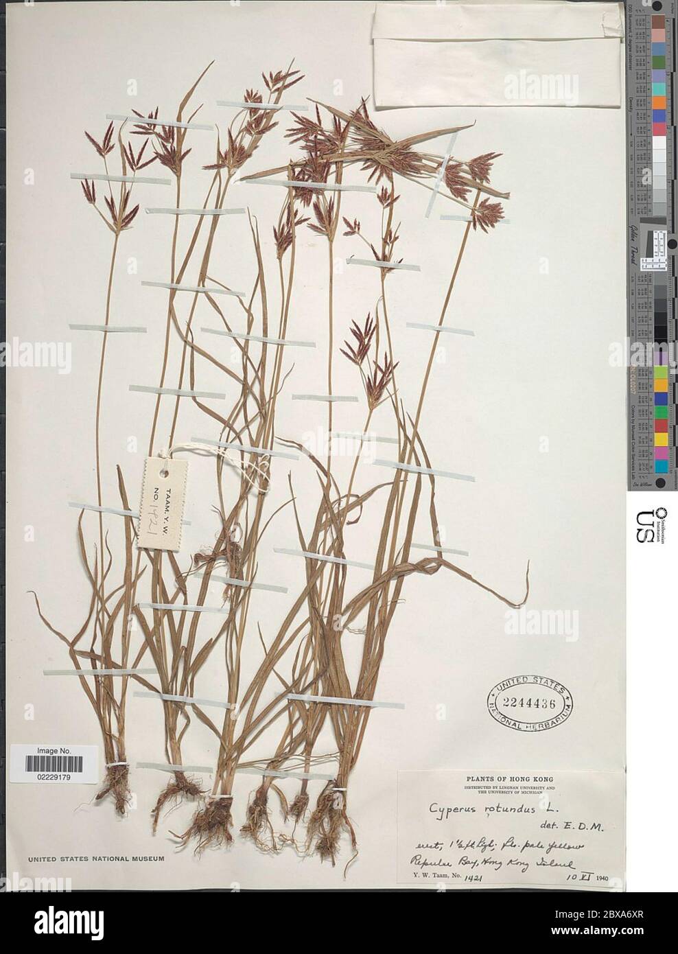 Cyperus rotundus L Cyperus rotundus L Stock Photo - Alamy