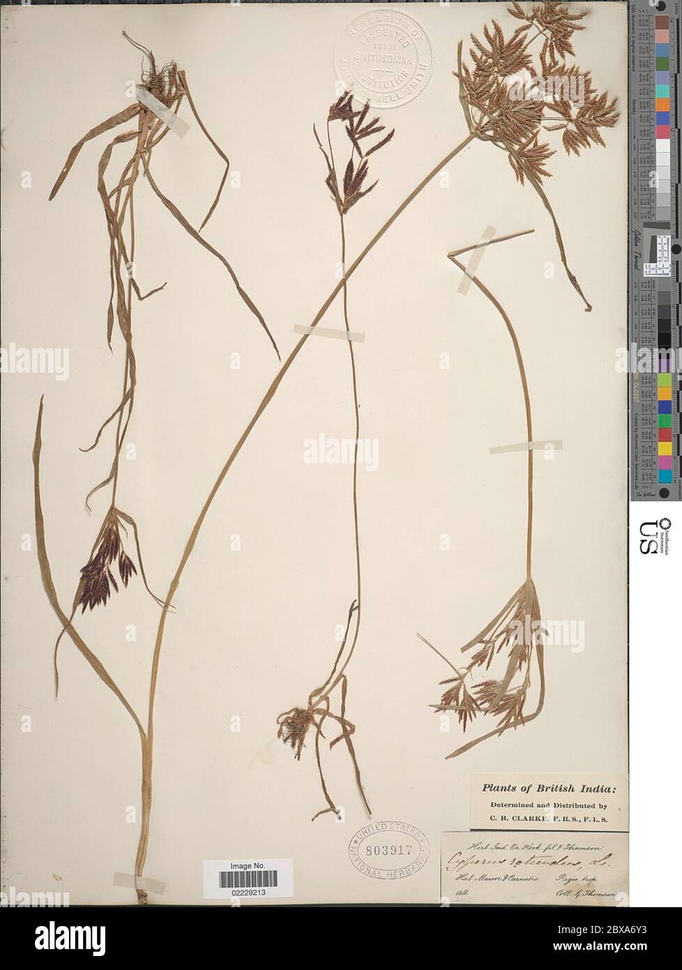 Cyperus rotundus L Cyperus rotundus L Stock Photo - Alamy