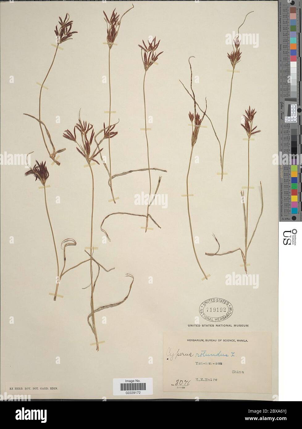 Cyperus rotundus L Cyperus rotundus L Stock Photo - Alamy