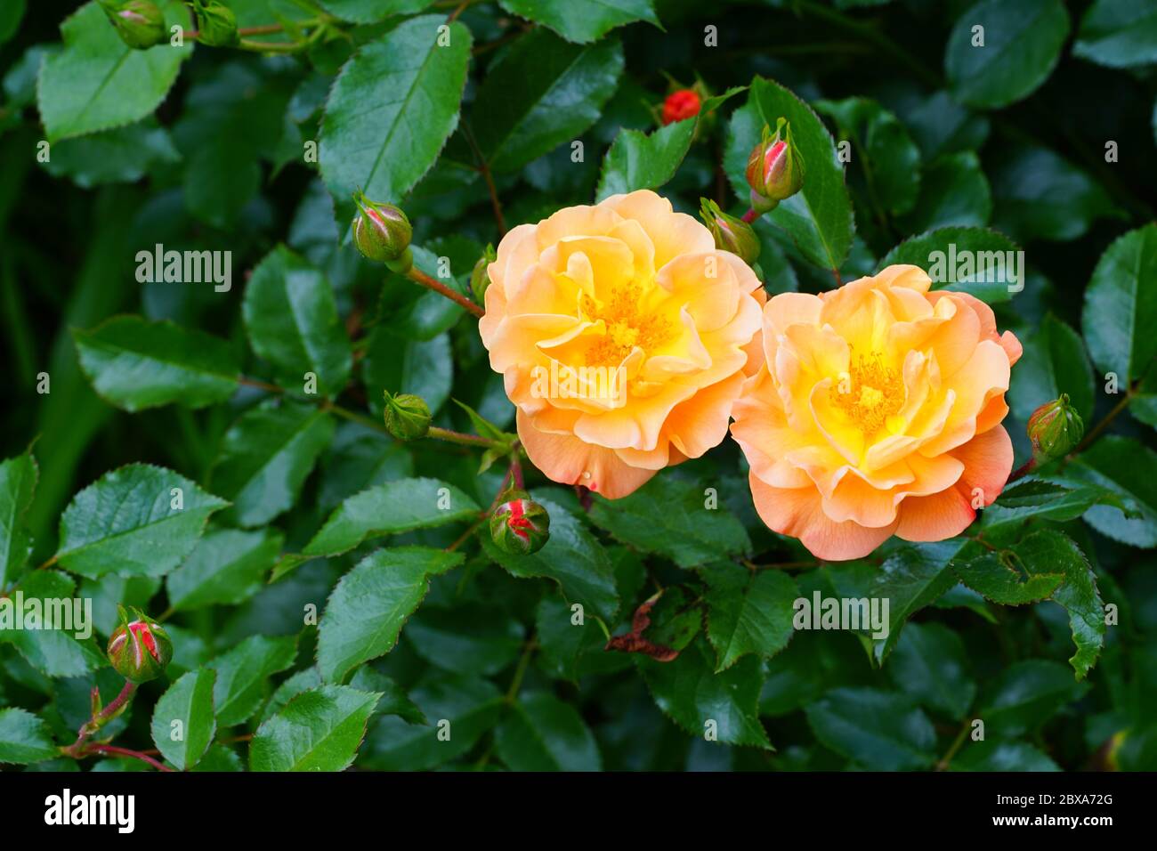 Apricot orange rose flower growing in the garden Stock Photo - Alamy
