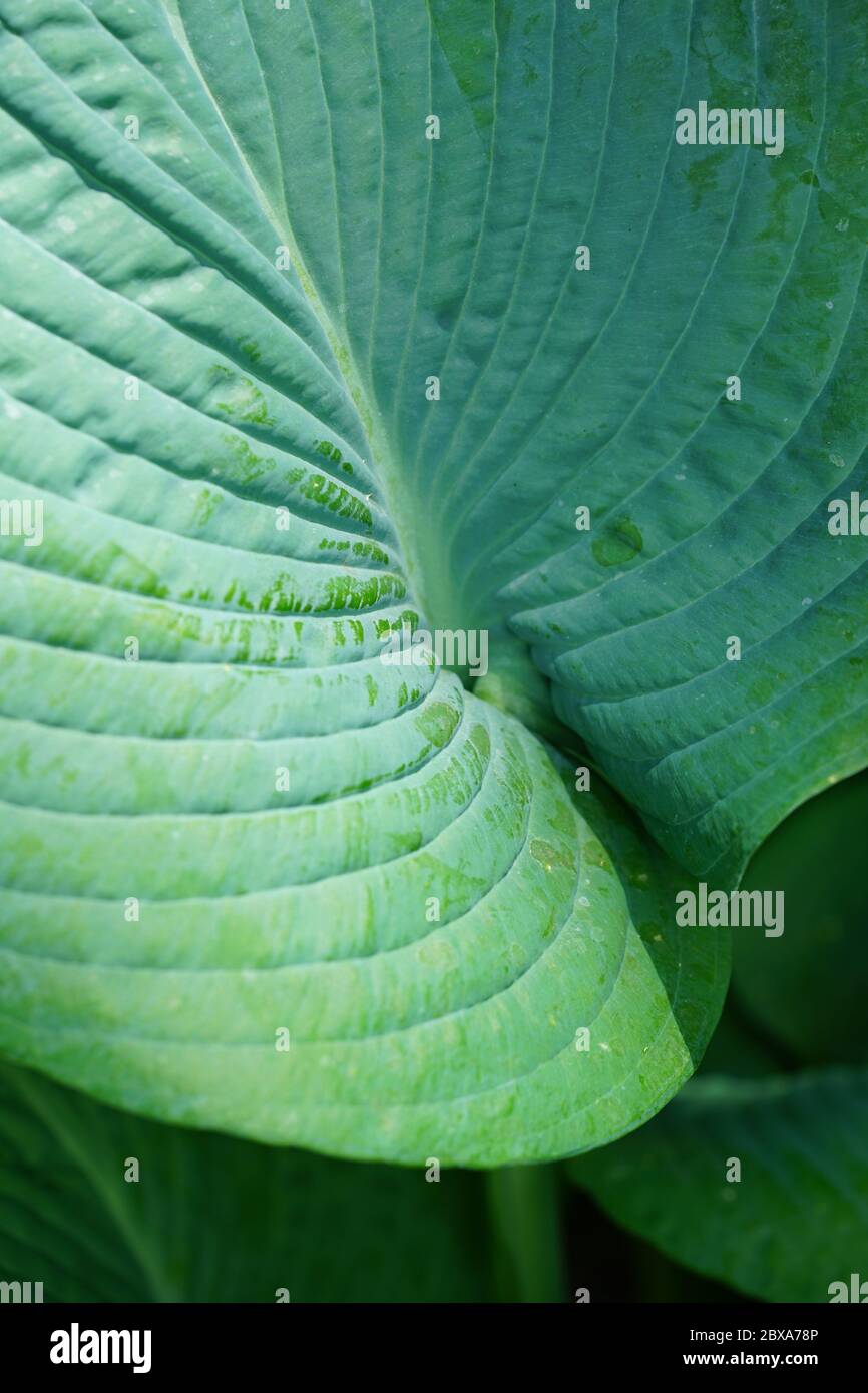 Giant textured leaf of green hosta plants in the shade garden Stock ...