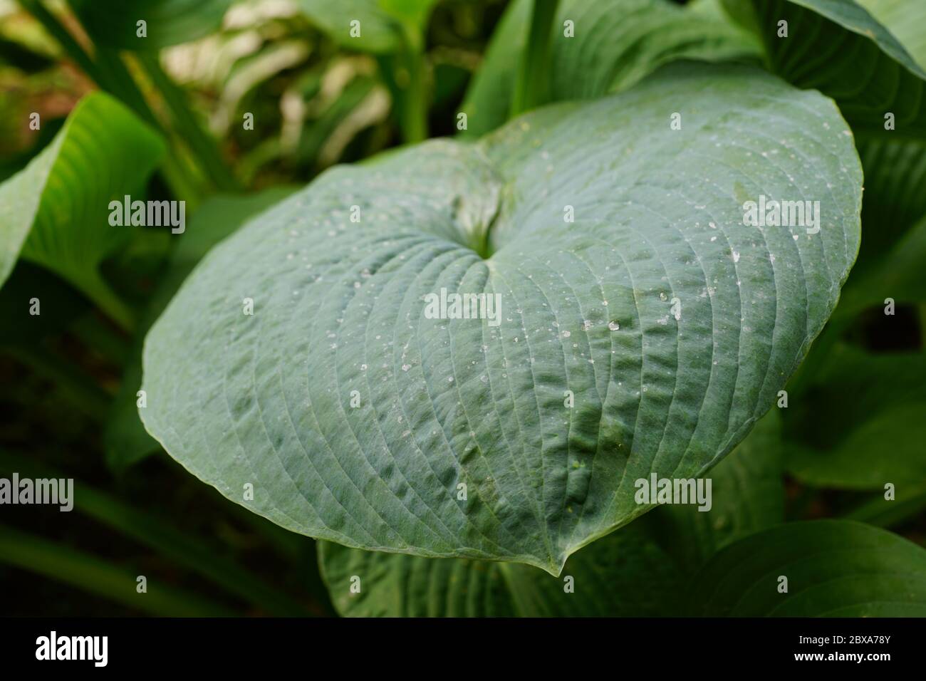 Giant textured leaf of green hosta plants in the shade garden Stock ...