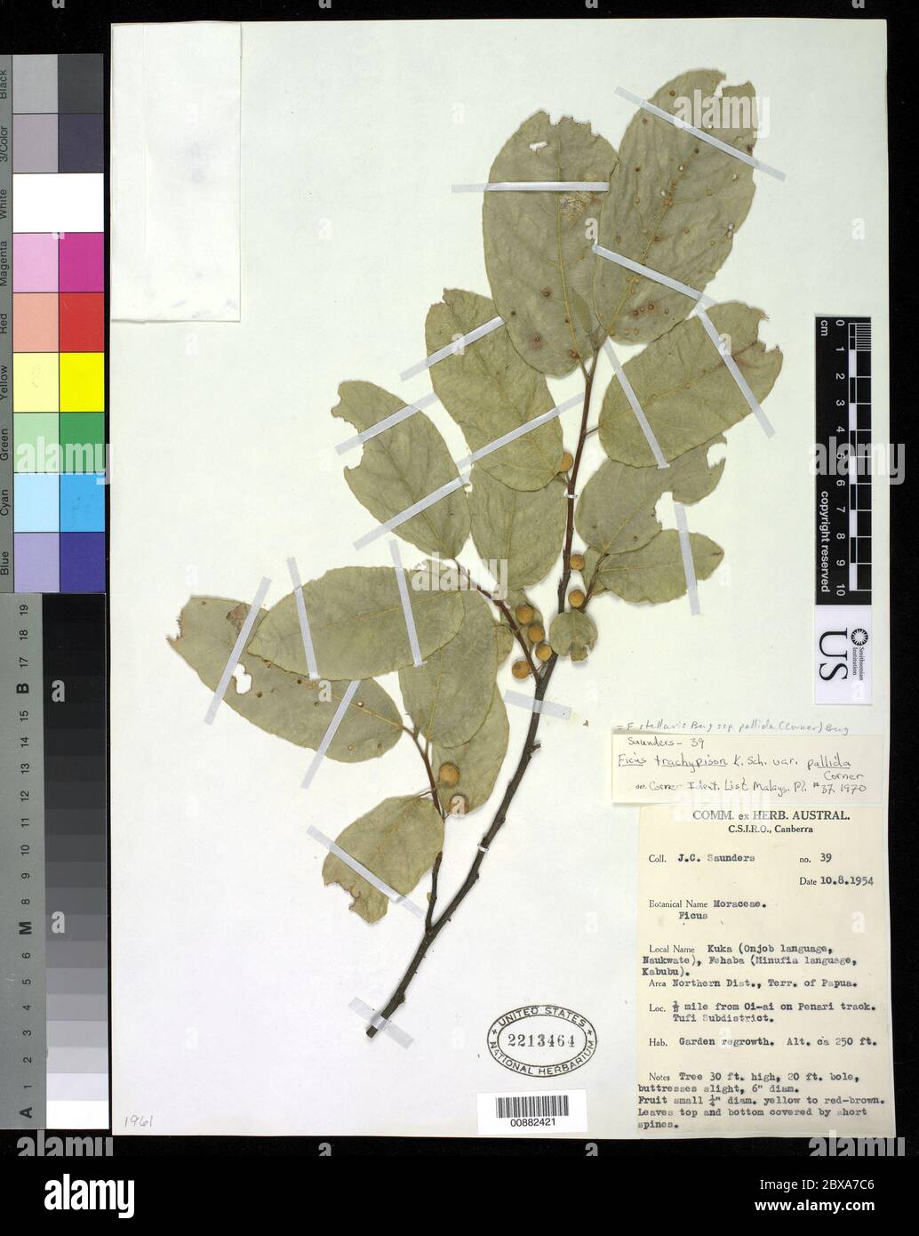 Ficus stellaris subsp pallida Corner CC Berg Ficus stellaris subsp pallida Corner CC Berg Stock ...