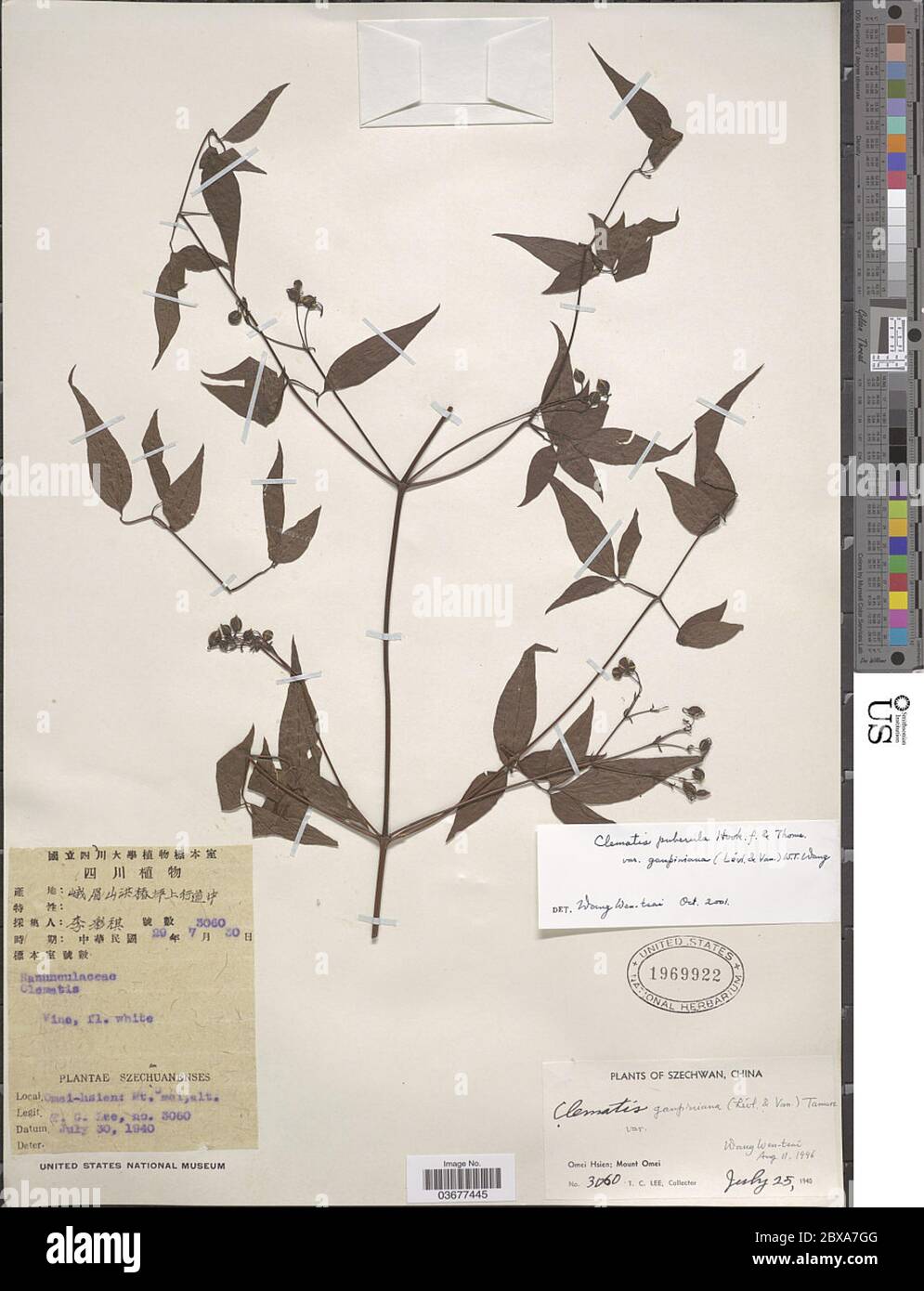 Clematis puberula Hook f Thomson Clematis puberula Hook f Thomson Stock ...