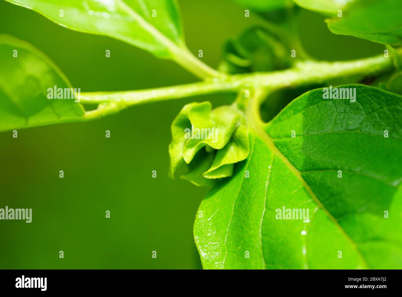 Persimmon bud hi-res stock photography and images - Alamy