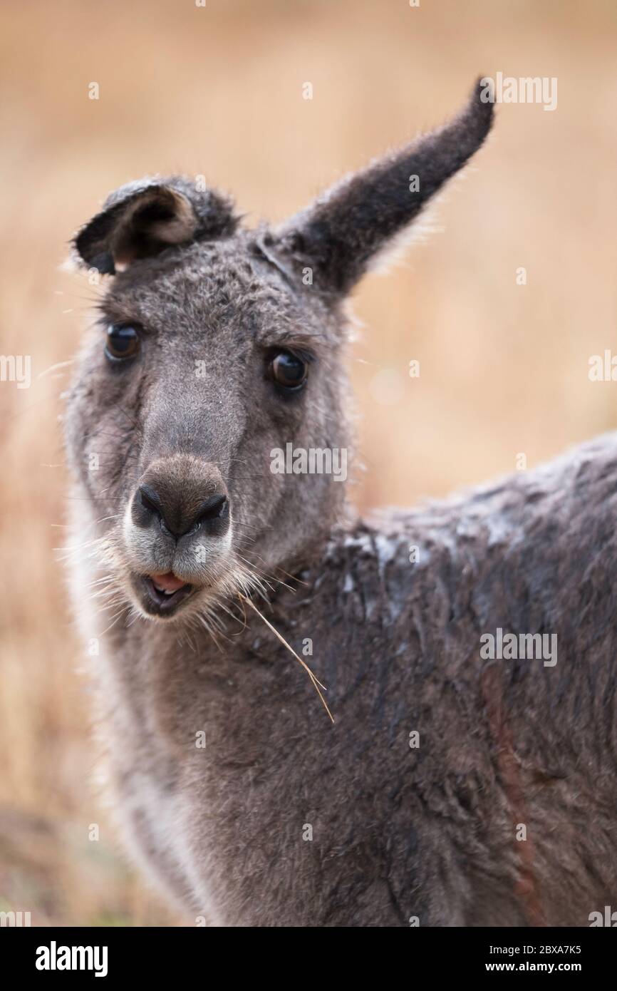 Front view of a cute kangaroo looking to the right, in a field in the ...