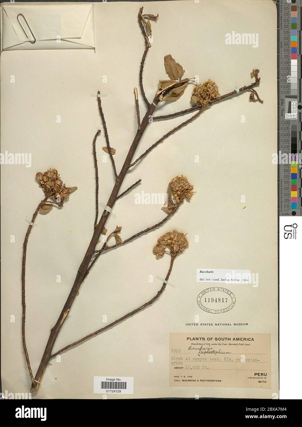 Baccharis baccharis sp hi-res stock photography and images - Alamy