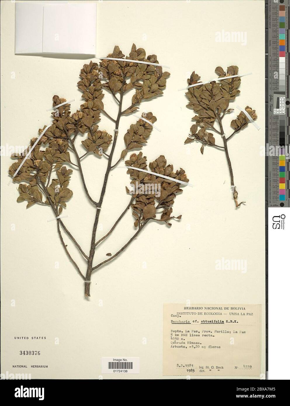 Baccharis sp Baccharis sp Stock Photo - Alamy