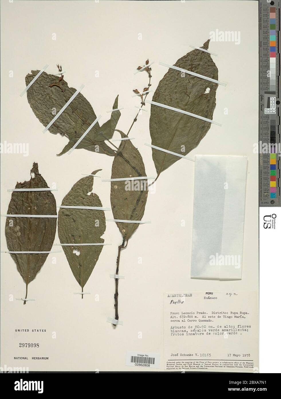 Ruellia sp Ruellia sp Stock Photo - Alamy