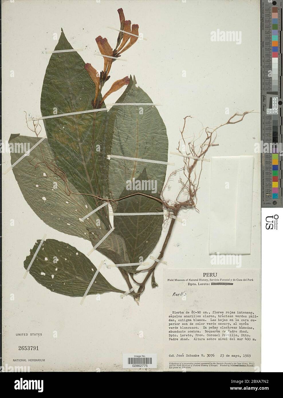 Ruellia sp Ruellia sp Stock Photo - Alamy