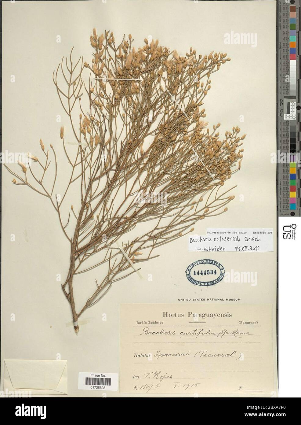 Baccharis notosergila Griseb Baccharis notosergila Griseb Stock Photo ...
