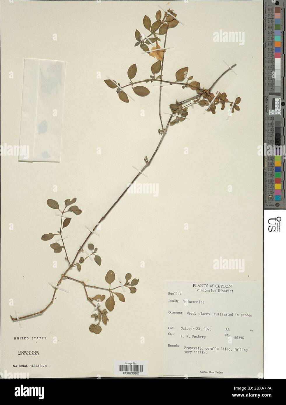 Ruellia sp Ruellia sp Stock Photo - Alamy