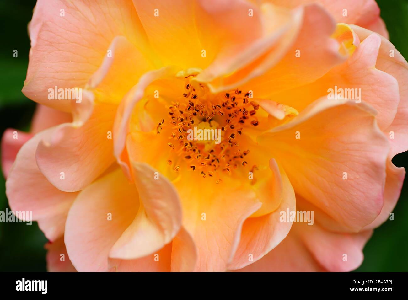 Apricot orange rose flower growing in the garden Stock Photo - Alamy