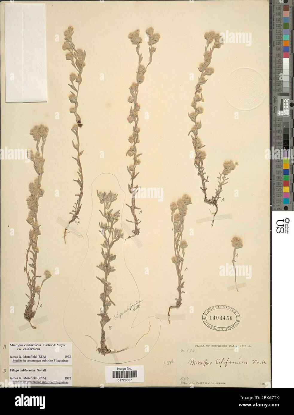 Micropus californicus var californicus Fisch CA Mey Micropus ...