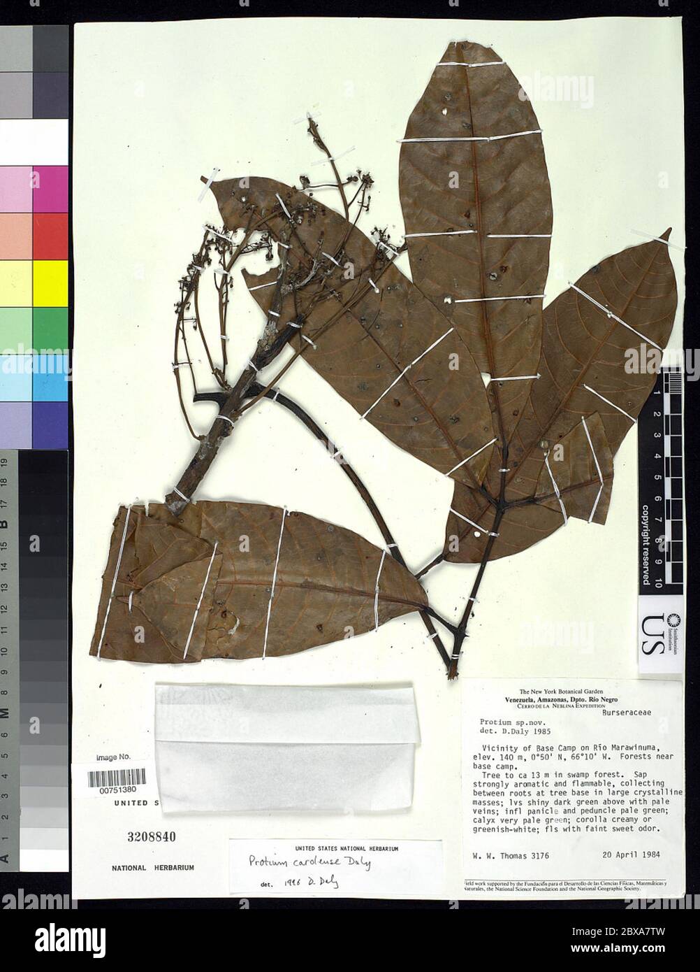 Protium hi-res stock photography and images - Alamy