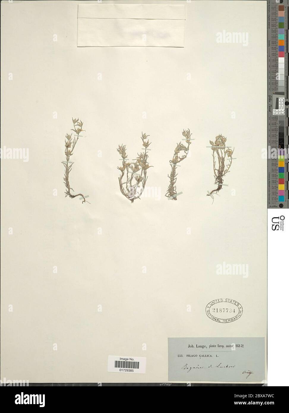 Filago gallica hi-res stock photography and images - Alamy