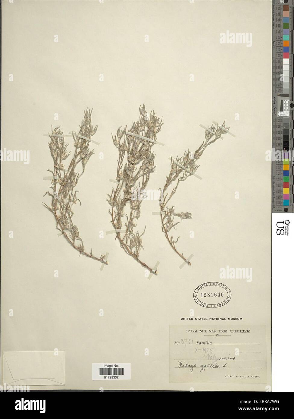 Filago Gallica High Resolution Stock Photography and Images - Alamy