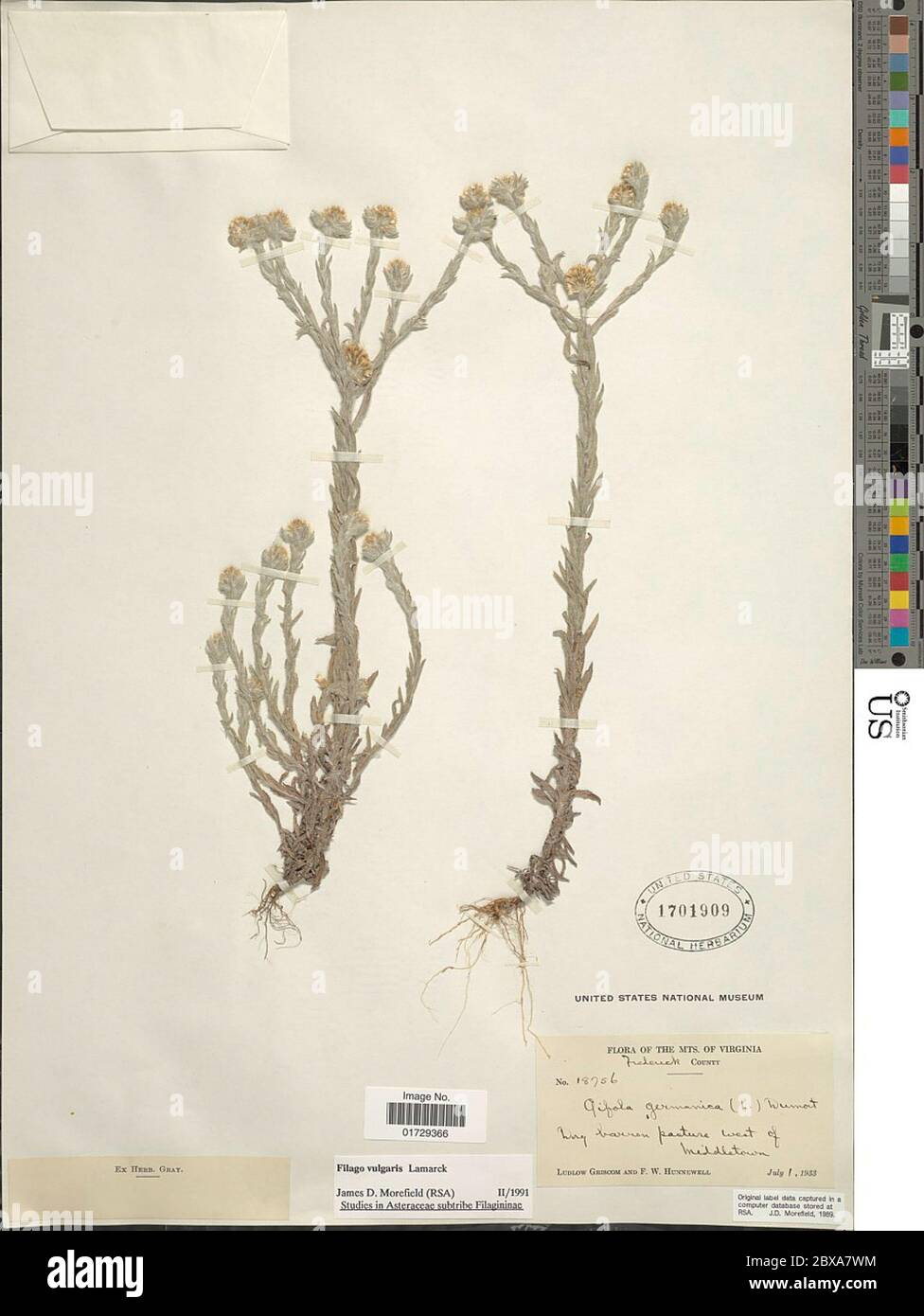 Filago vulgaris hi-res stock photography and images - Alamy