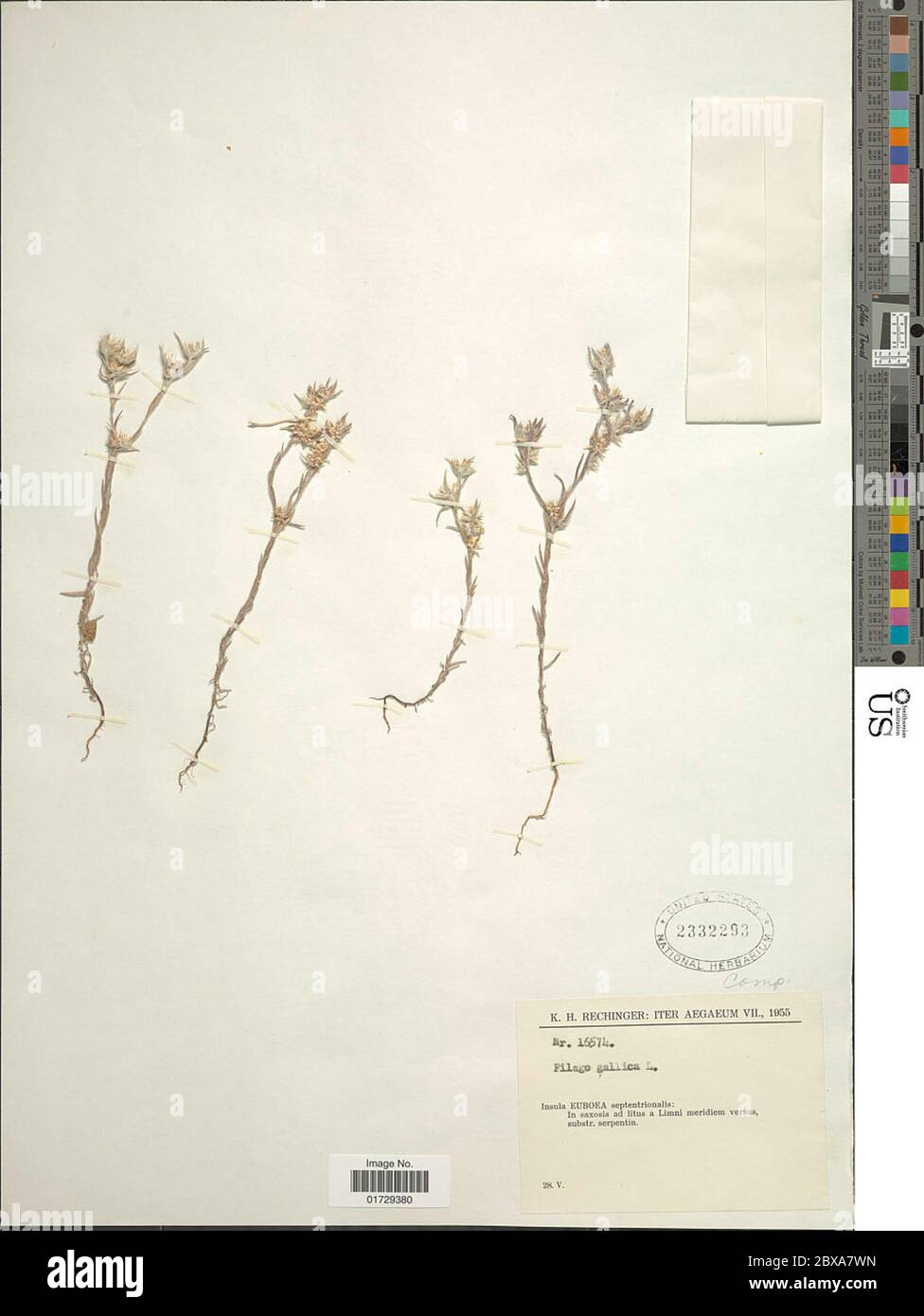 Filago Gallica High Resolution Stock Photography and Images - Alamy