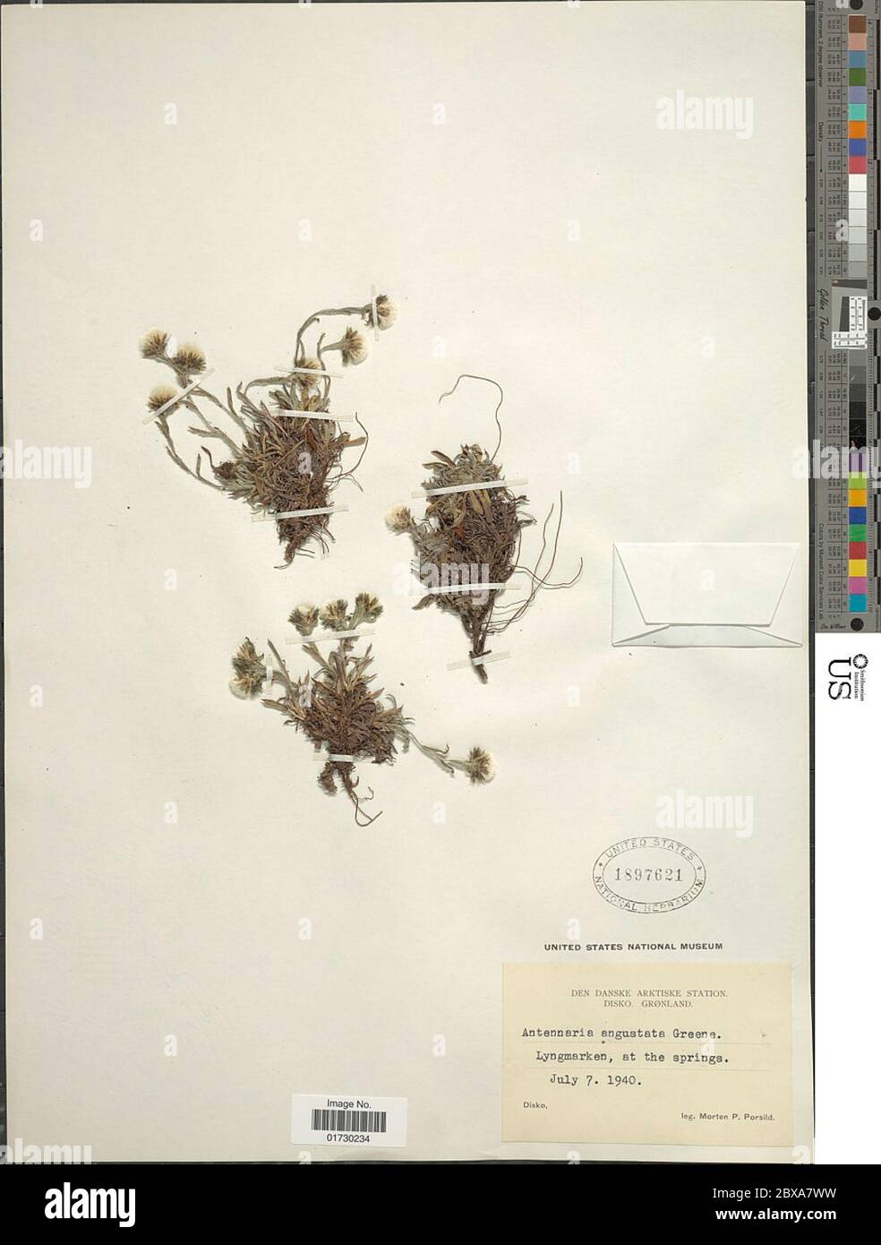 Angustata hi-res stock photography and images - Alamy