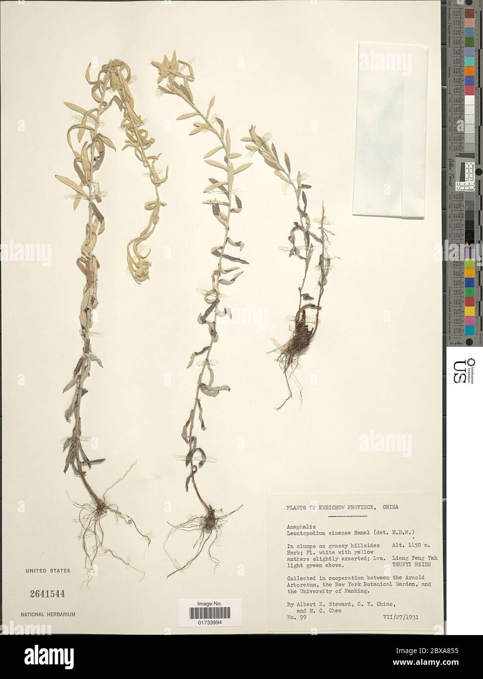 Leontopodium sinense Hemsl Leontopodium sinense Hemsl Stock Photo - Alamy