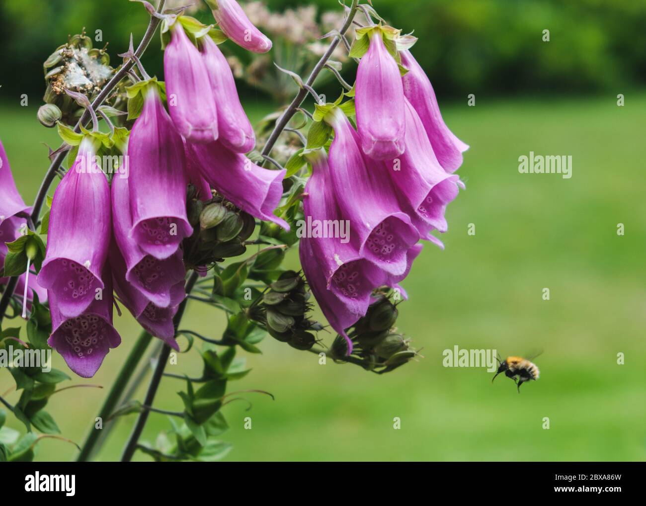 Foxglove Flowers with Bee Stock Photo - Alamy