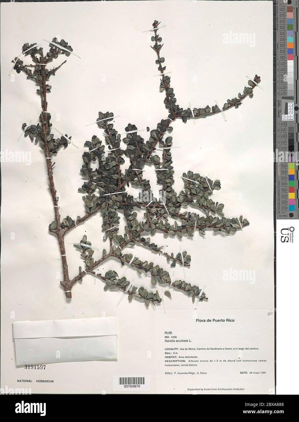 Randia aculeata hi-res stock photography and images - Alamy