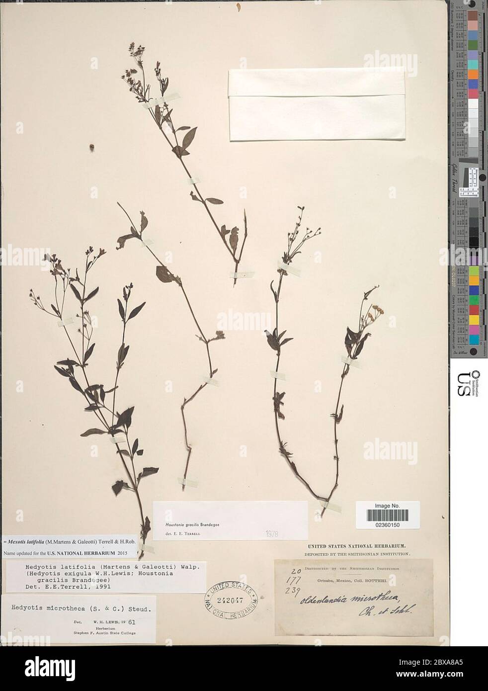 Mexotis latifolia M Martens Galeotti Terrell H Rob Mexotis latifolia M ...