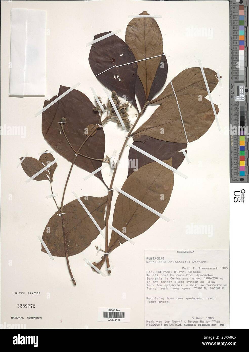 Orinocensis hi-res stock photography and images - Alamy