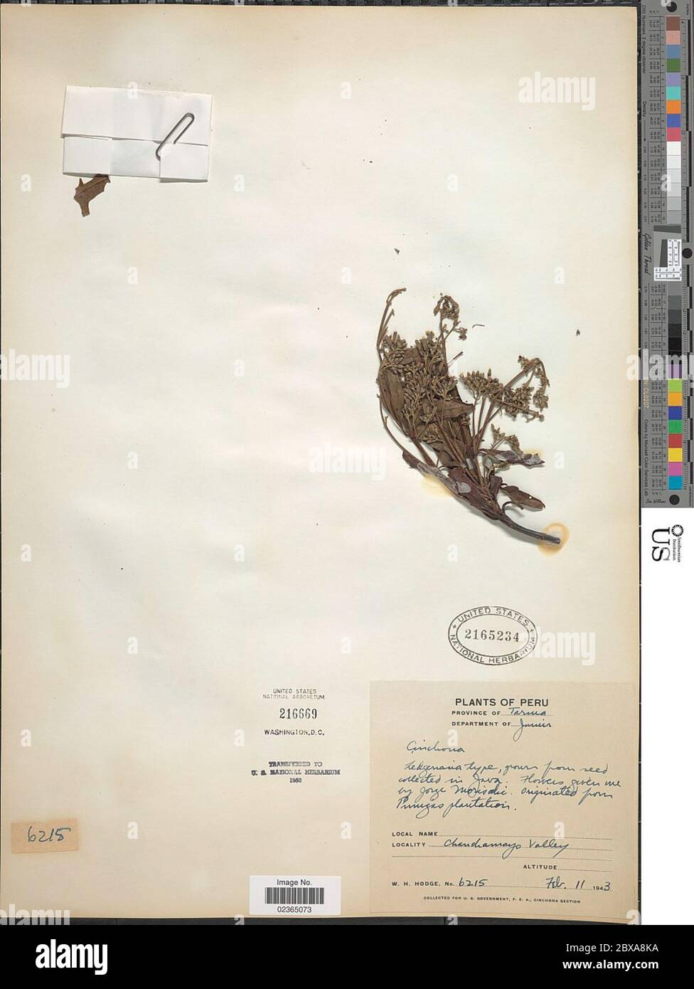 Cinchona sp Cinchona sp Stock Photo - Alamy