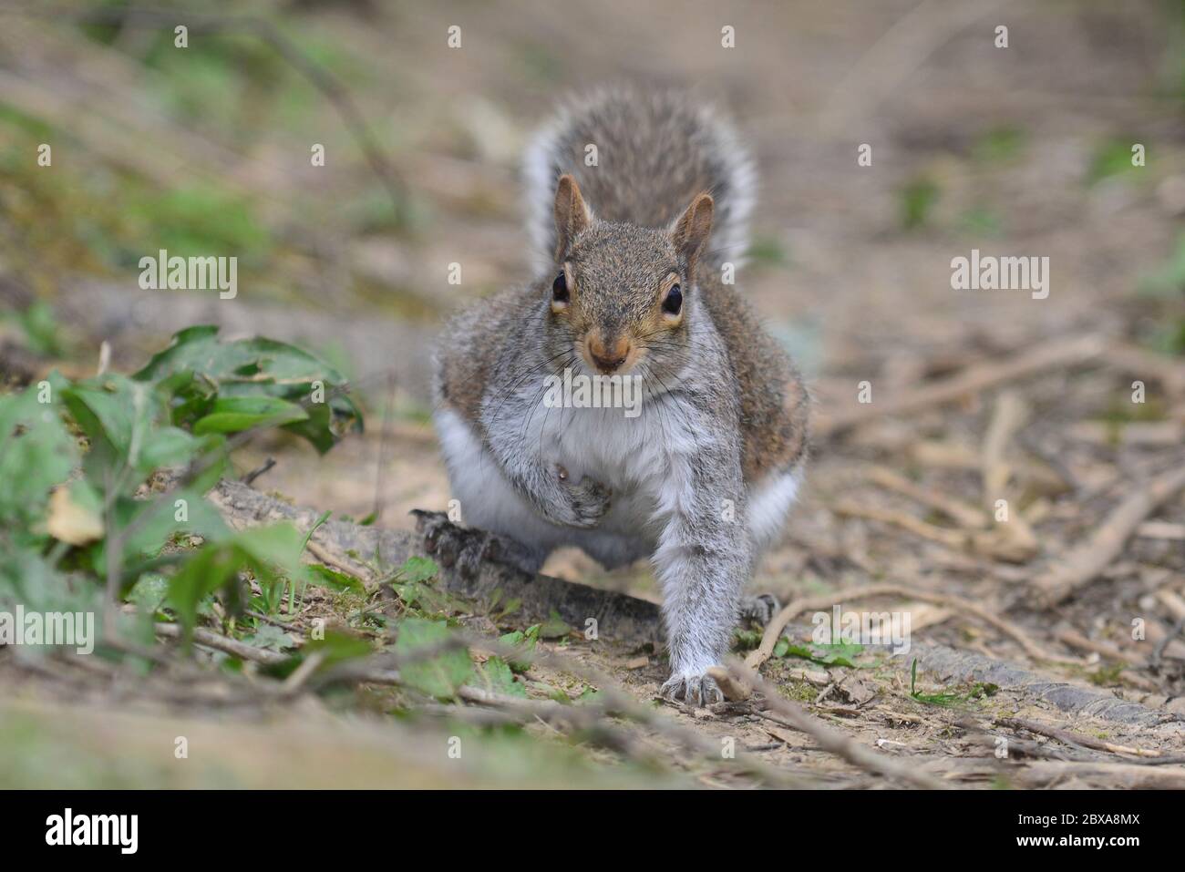 grey squirrel running on the ground in woodland Stock Photo - Alamy