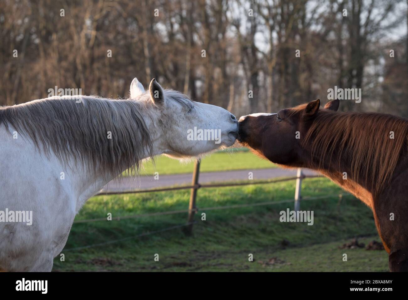 Two horses kissing hi-res stock photography and images - Alamy