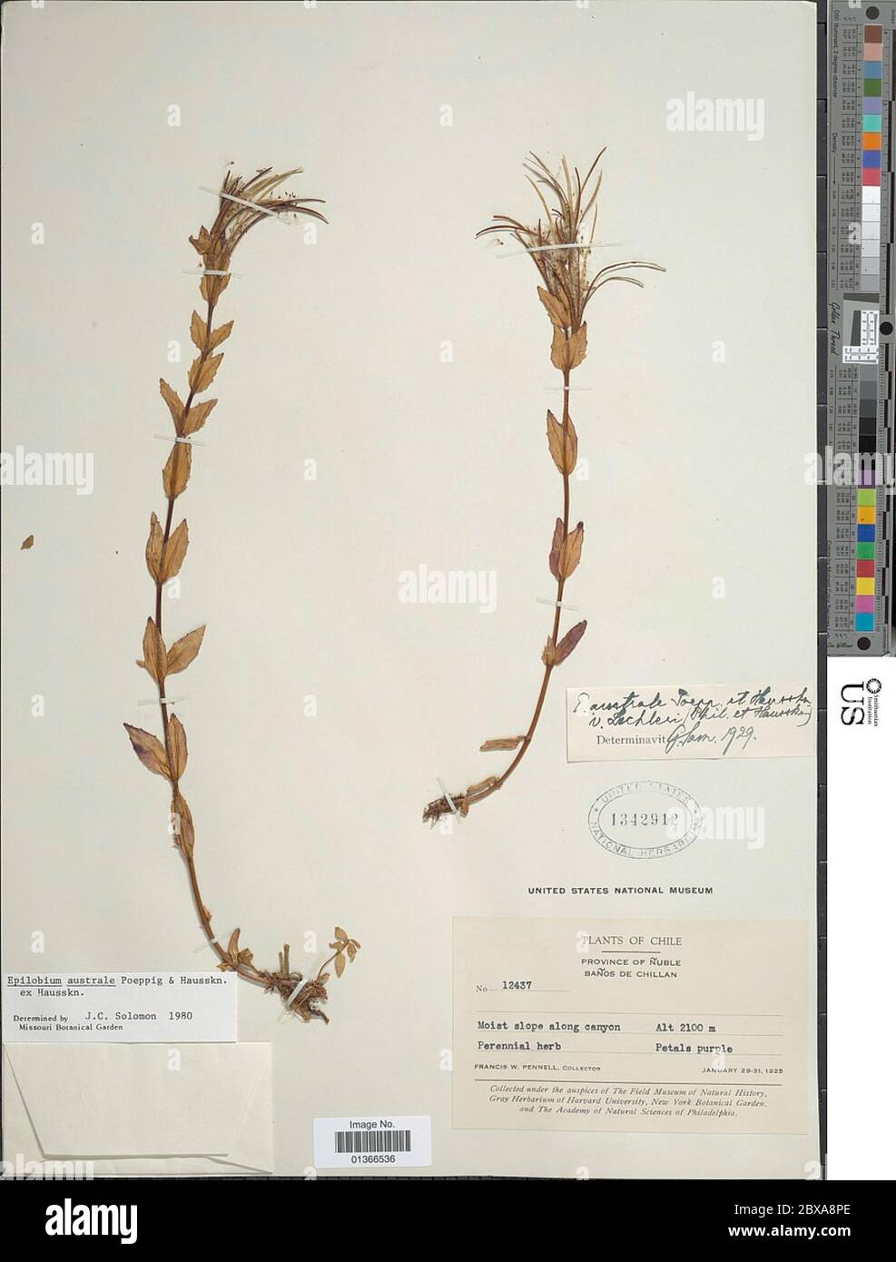 Epilobium australe Poepp Hausskn Epilobium australe Poepp Hausskn Stock ...