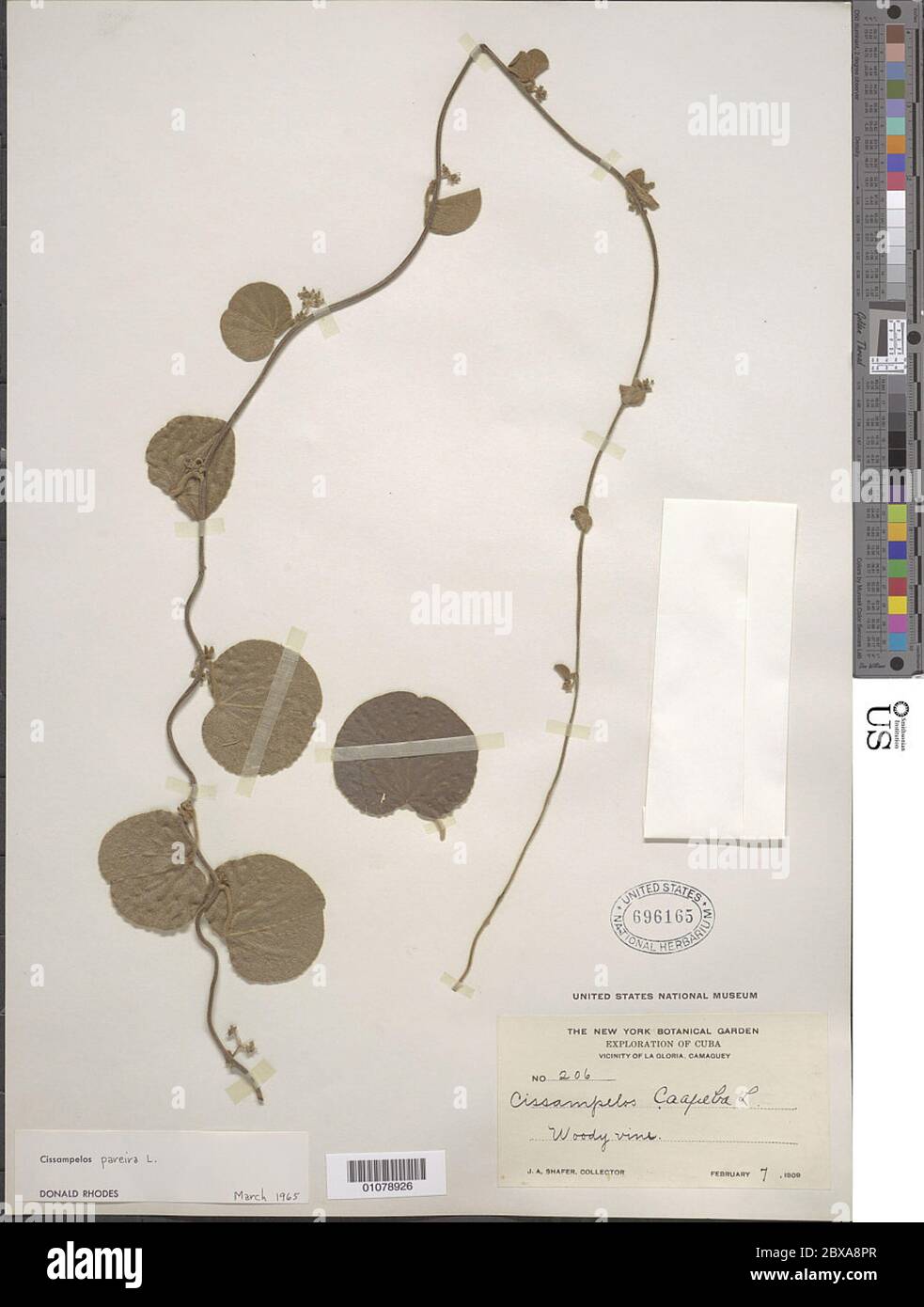 Cissampelos pareira hi-res stock photography and images - Alamy